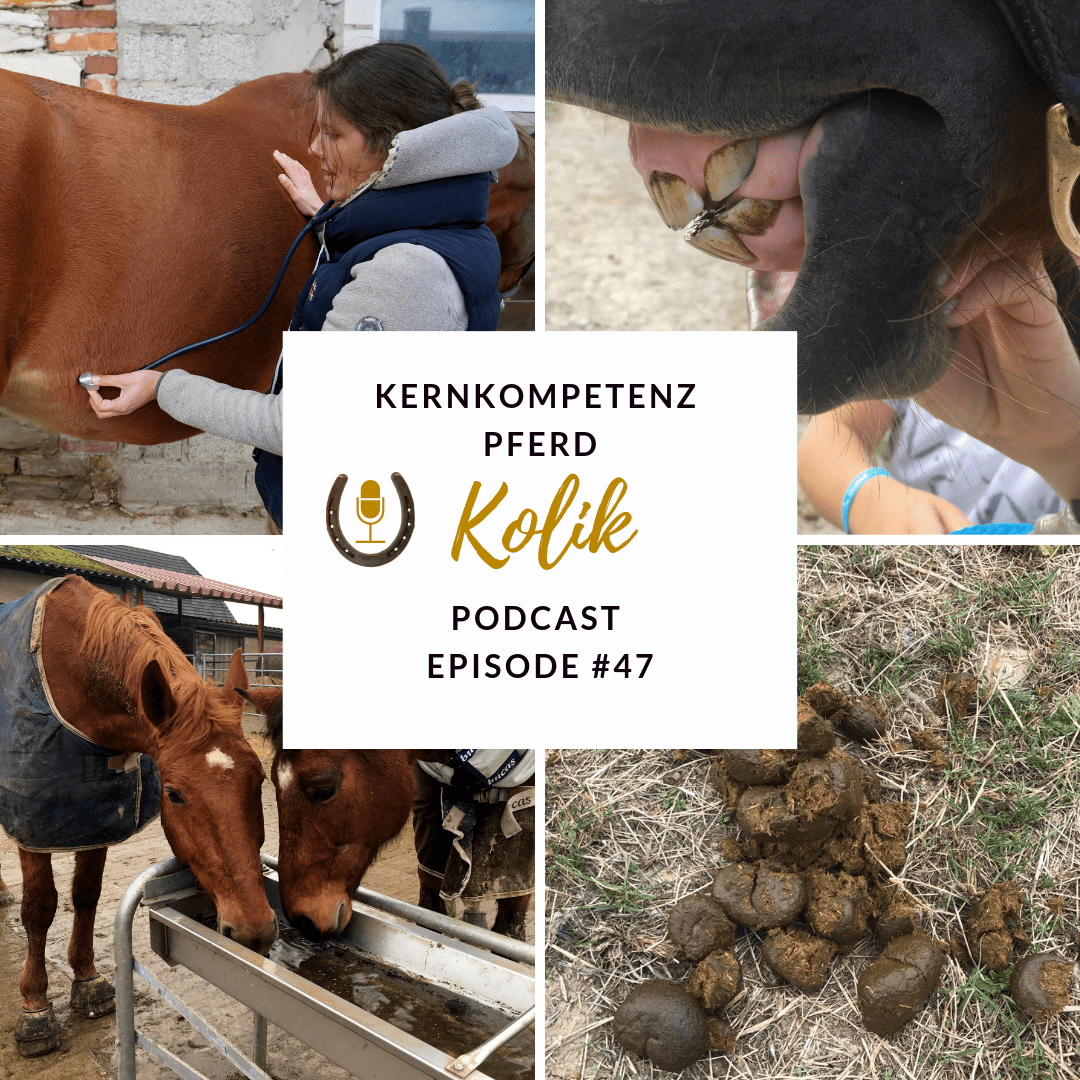 Kernkompetenz Pferd - Expertenwissen von Dr. Veronika Klein