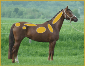 Body Condition Score: Gewicht beim Pferd - Kernkompetenz Pferd