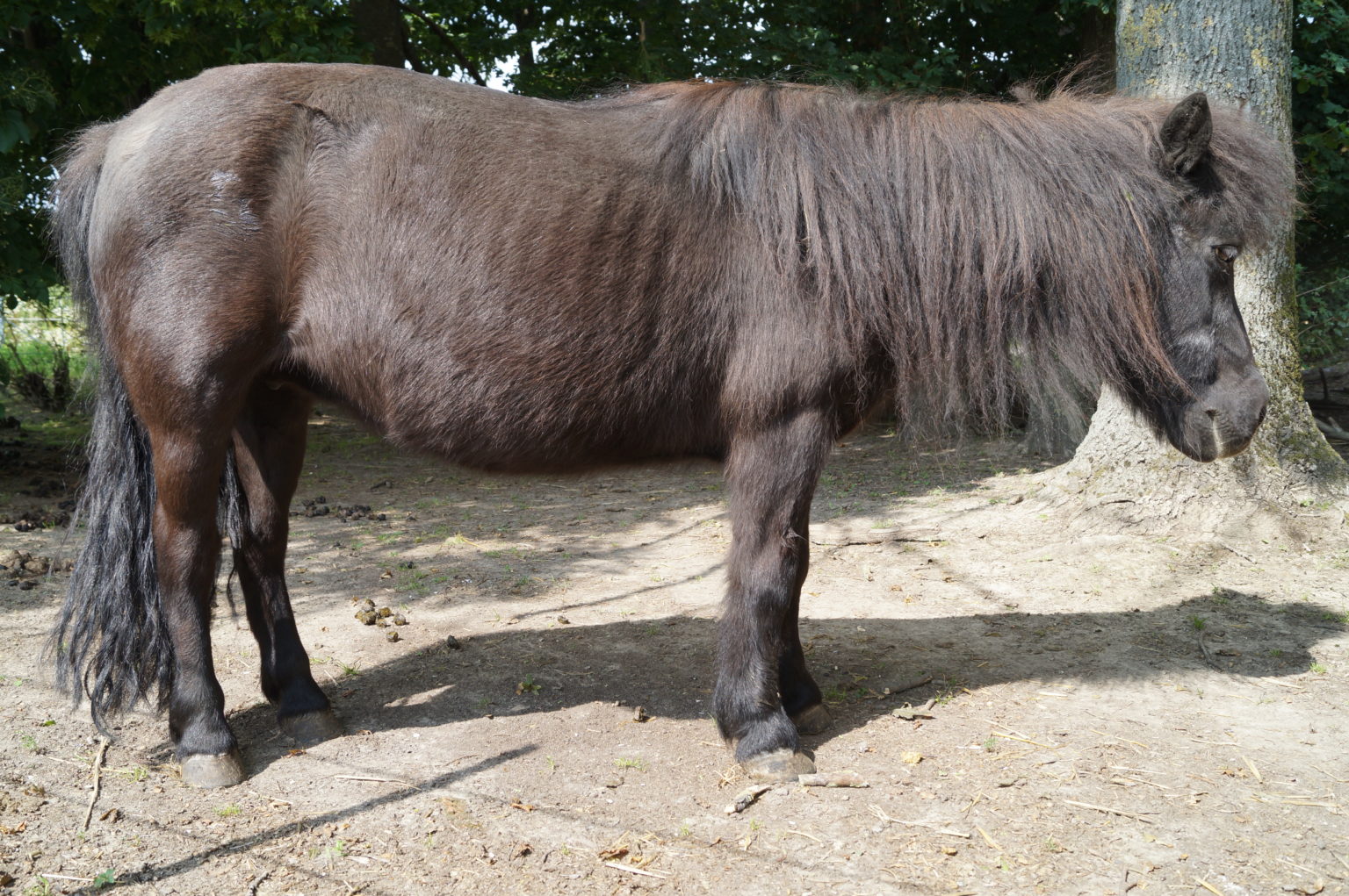 Cushing beim Pferd gibt es nicht! - Kernkompetenz Pferd