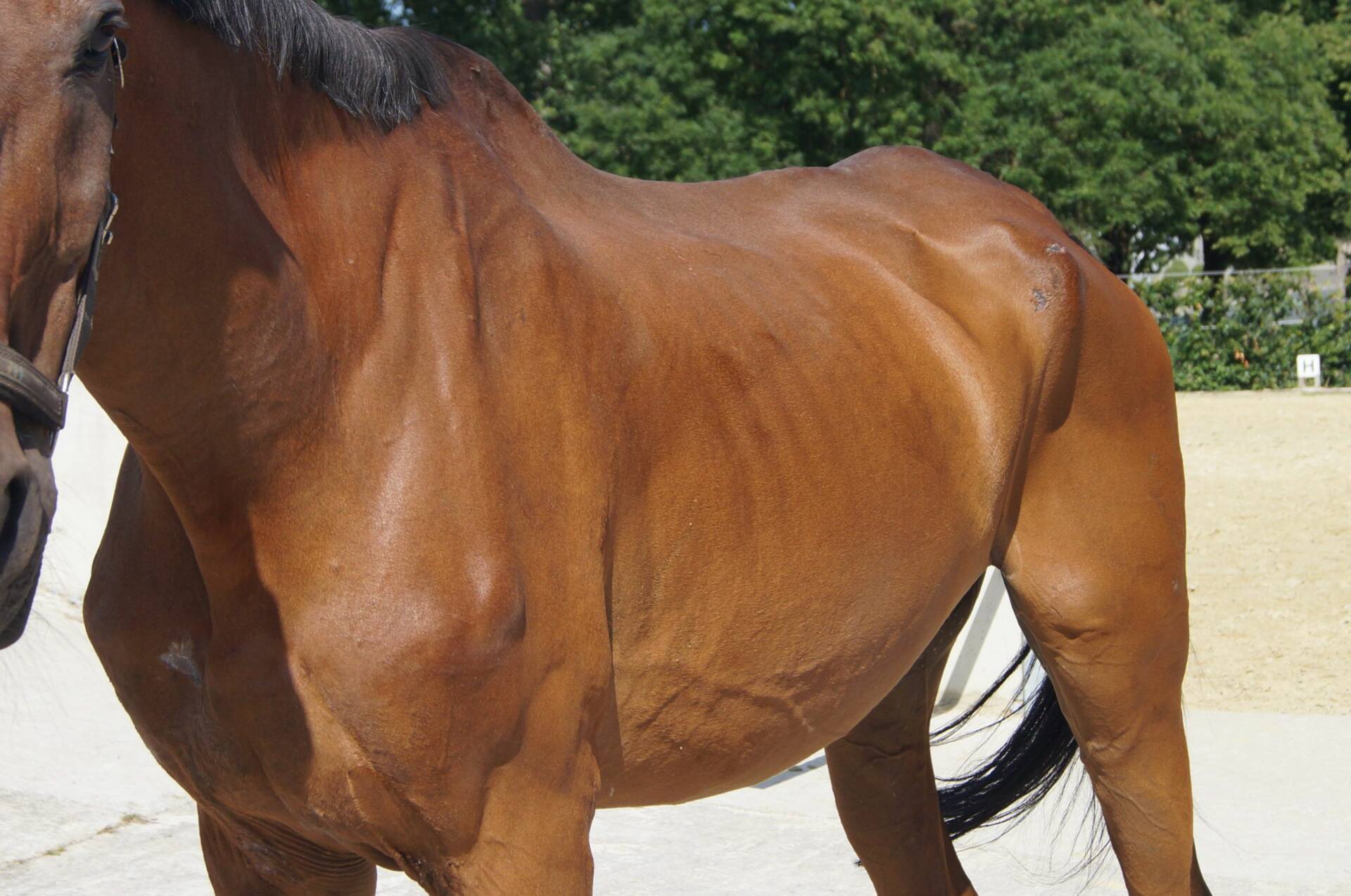 Body Condition Score: Gewicht beim Pferd