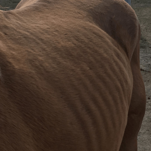 Pferdekrankheiten im Alter präventiv verhindern