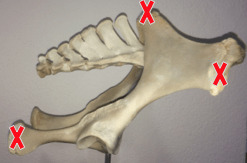 Body Condition Score: Gewicht beim Pferd