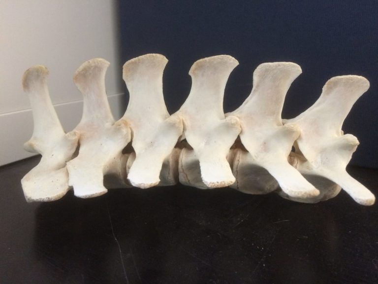 Body Condition Score: Gewicht beim Pferd