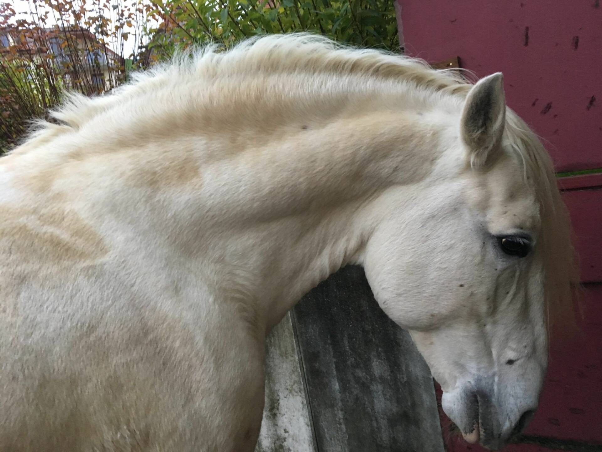 Body Condition Score: Gewicht beim Pferd