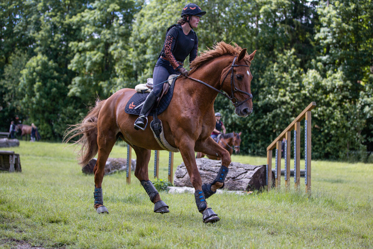 Konditionstraining für Pferde aus Mediziner-Sicht - Kernkompetenz Pferd